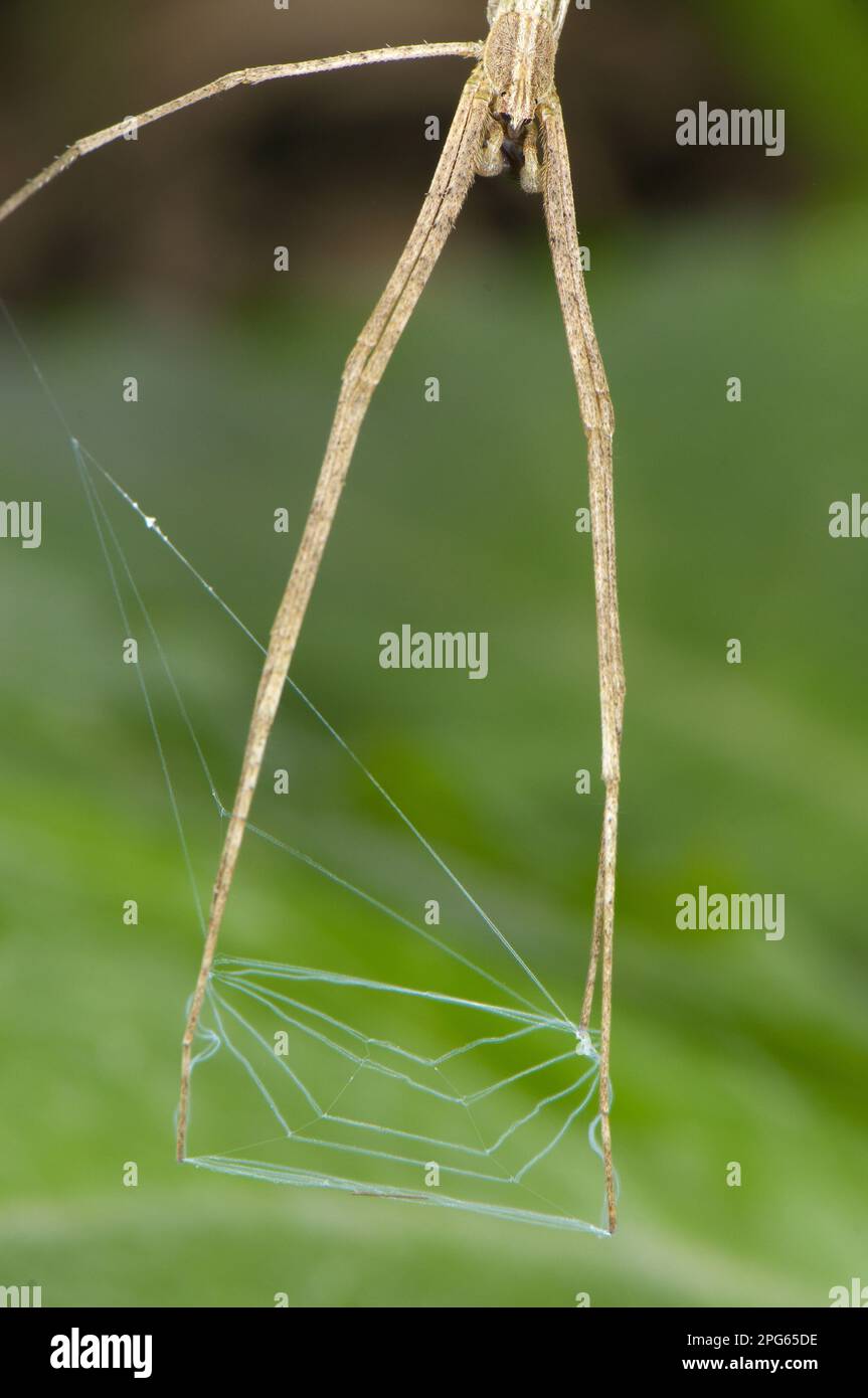 Landing net spiders hi-res stock photography and images - Alamy