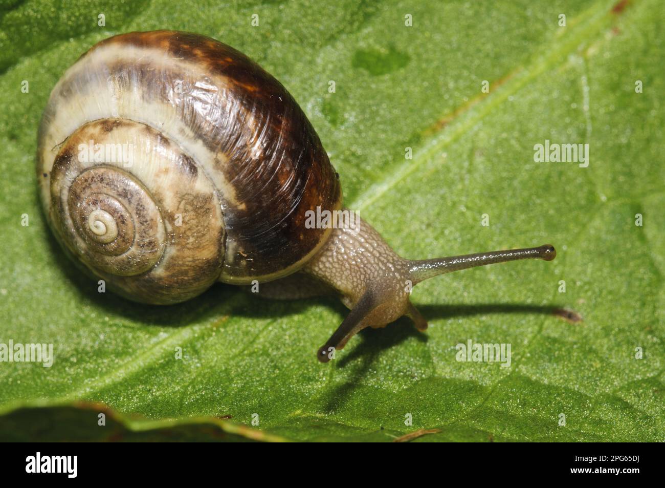 Kent snails hi-res stock photography and images - Alamy