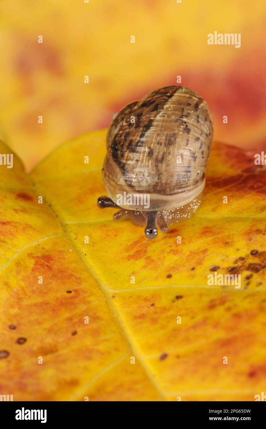 Garden Snail (Helix aspersa) baby, slowly retracting eyestalks and ...