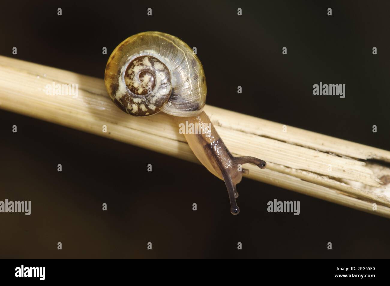 Kentish snail (Monacha cantiana), Kent Snail, Large Carthusian Snails ...