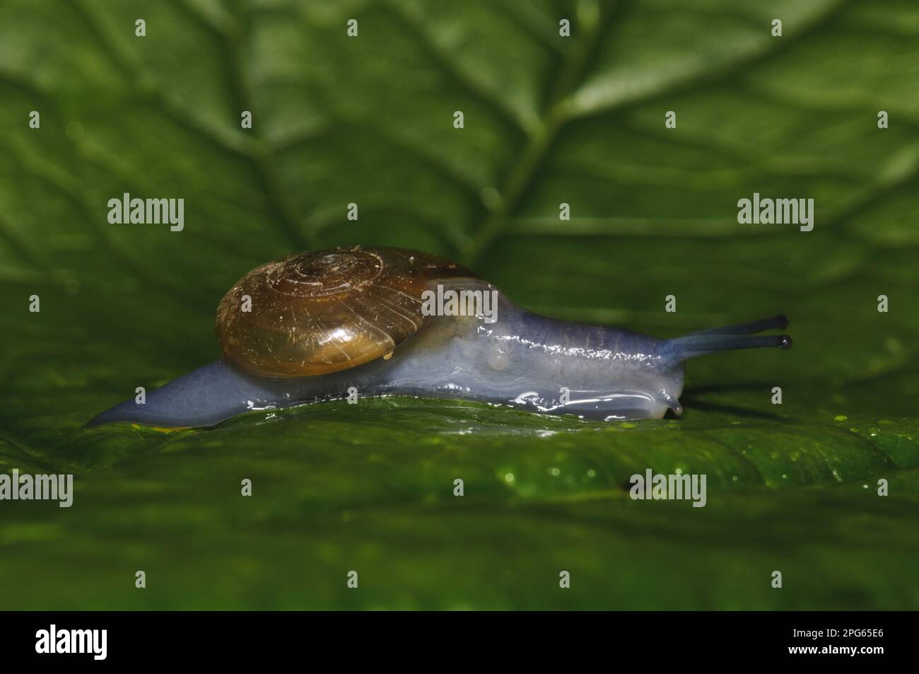 Dark-bodied Glass-snail (Oxychilus draparnaudi) adult, crawling on leaf ...