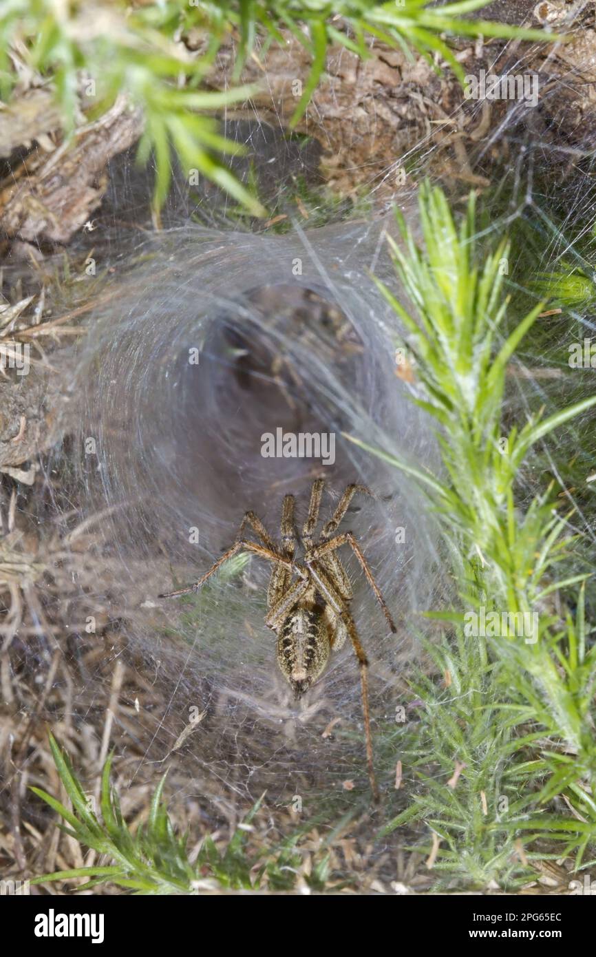 Labyrinth Spider (Agelena labyrinthica) adult male, cautiously ...
