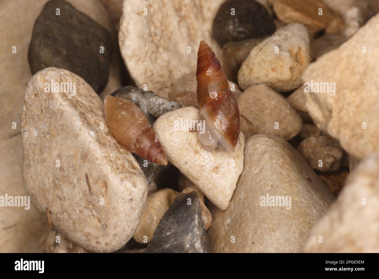 Myosotella denticulata hi-res stock photography and images - Alamy