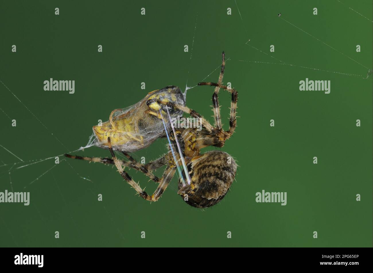 Adult european garden spider (Araneus diadematus) wrapping silk around ...