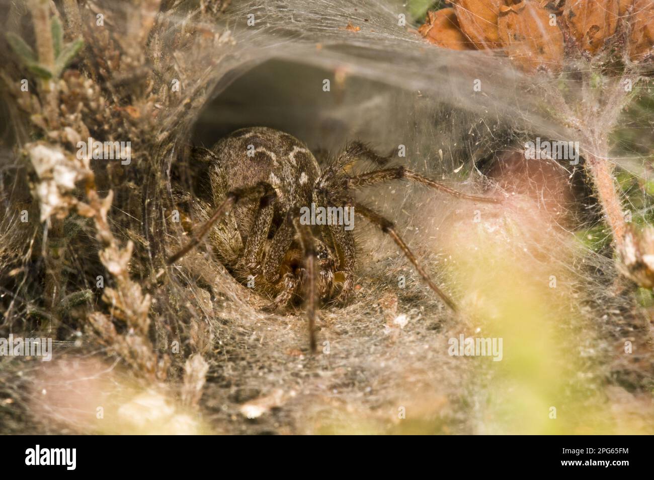 Common labyrinth spider (Agelena labyrinthica) adult female, at the ...