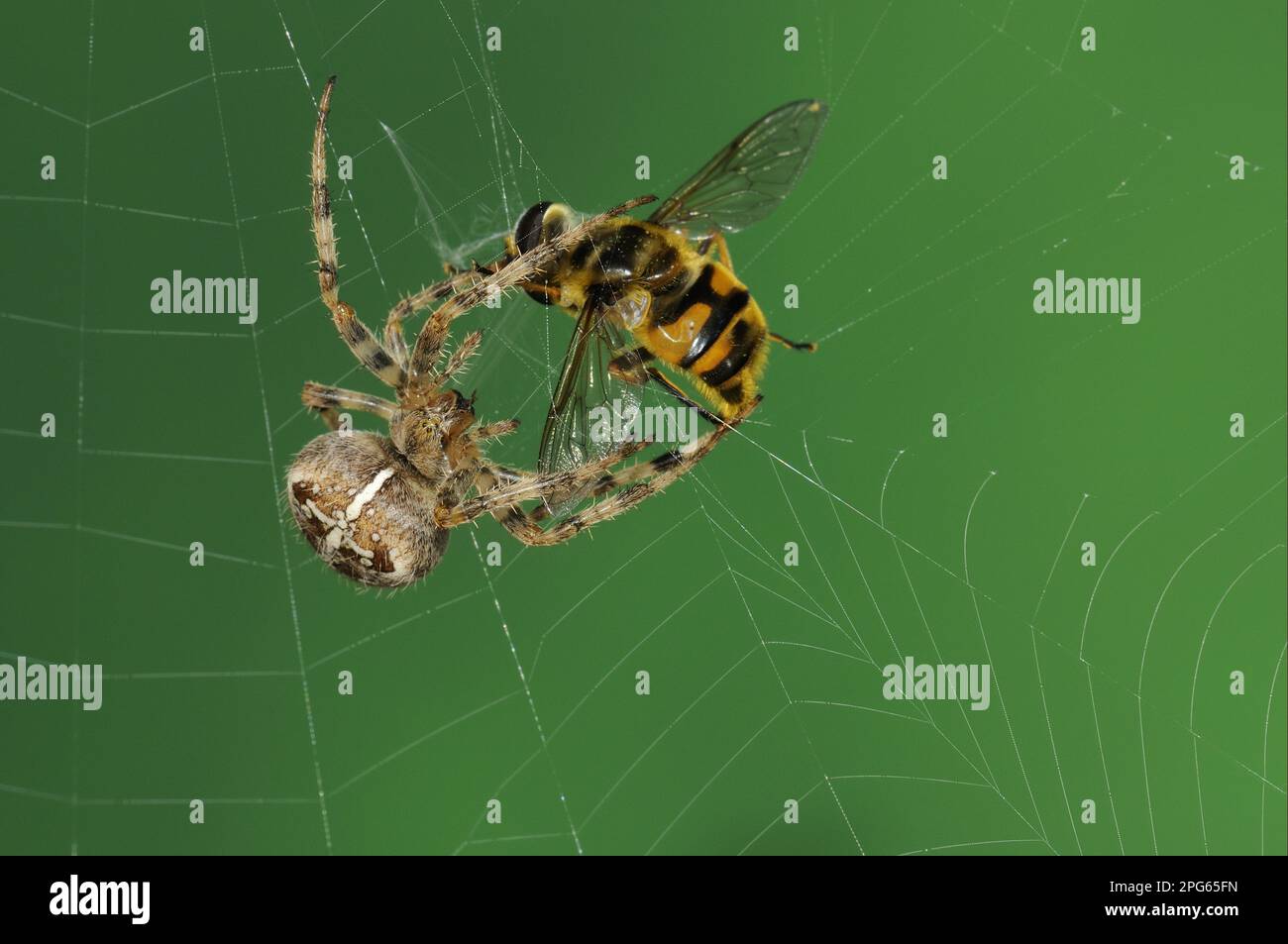 Garden cross spider, Garden cross spider, Garden cross spiders ...
