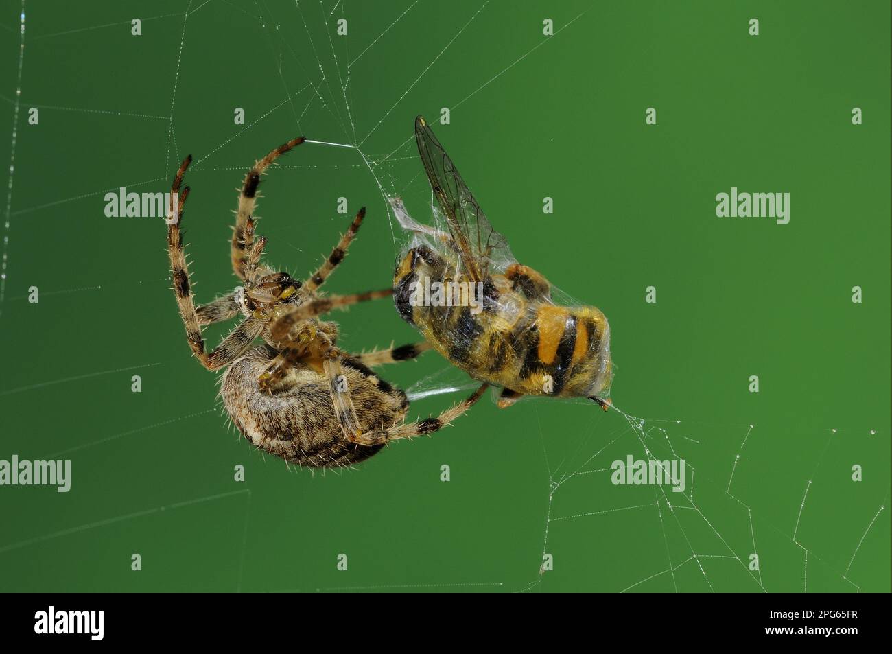 Garden cross spider, Garden cross spider, european garden spiders ...