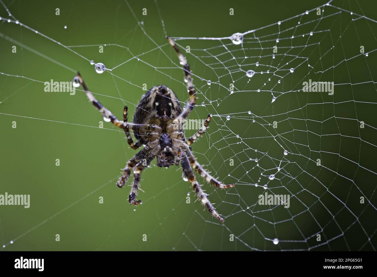 Garden Cross Spider Garden Cross Spider European Garden Spiders
