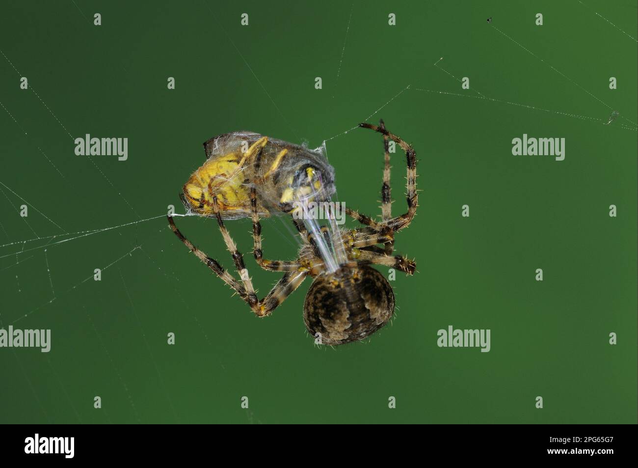 Adult european garden spider (Araneus diadematus) wrapping silk around ...