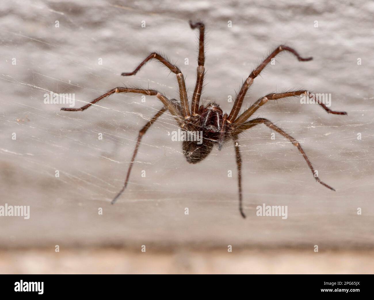 Araneomorph funnel web spiders hi-res stock photography and images - Alamy