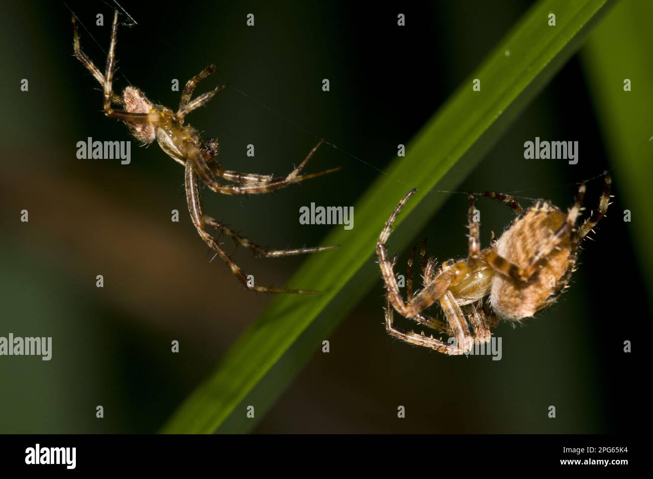 Garden cross spider, Garden cross spider, european garden spiders ...