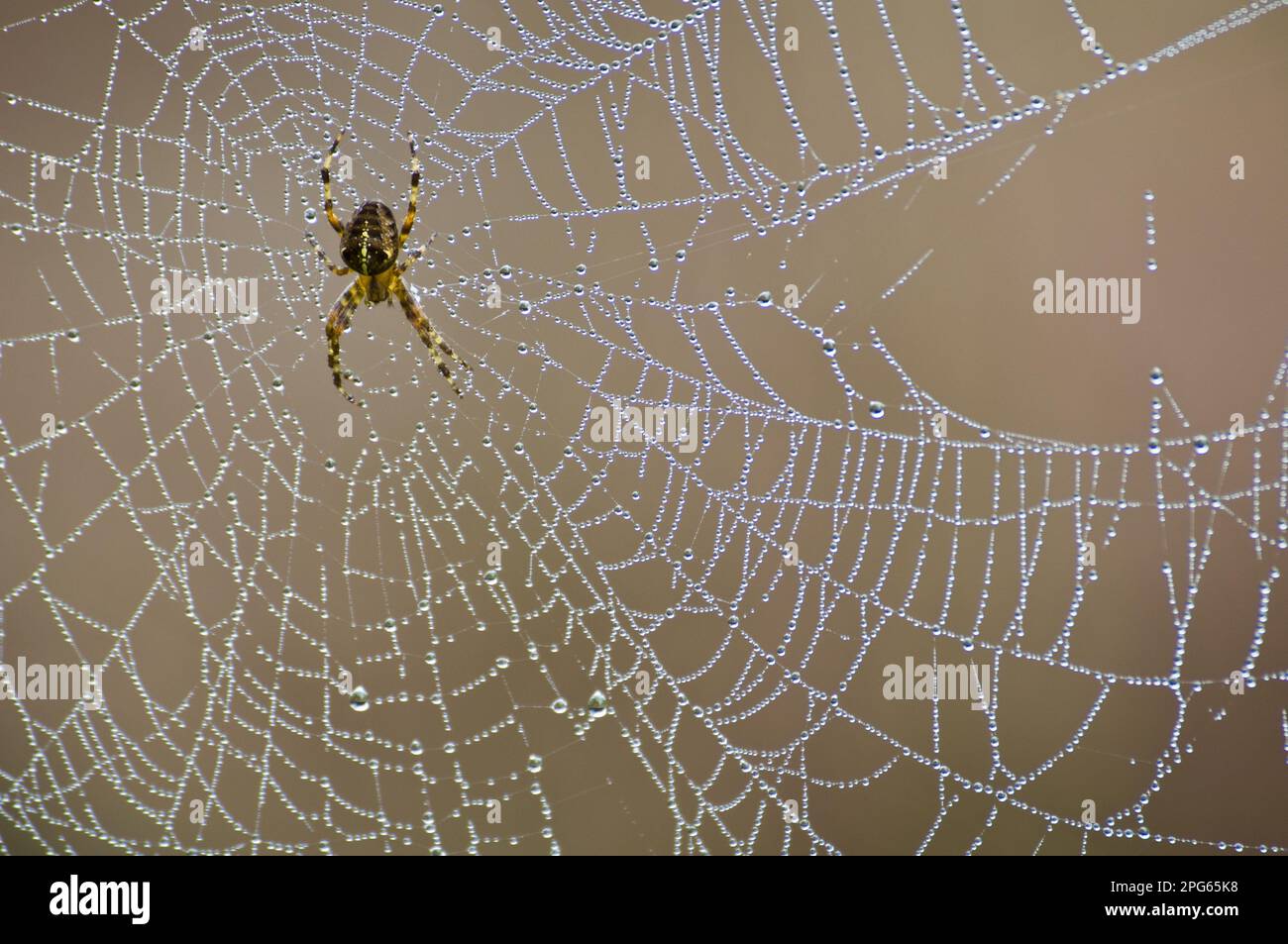 Garden cross spider, Garden cross spider, european garden spiders ...