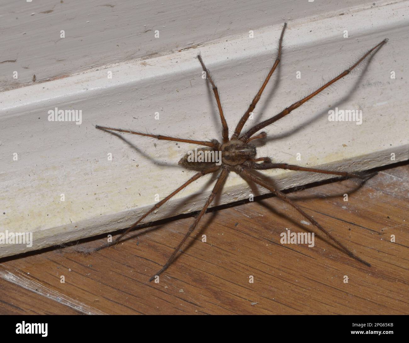 Giant House Spider (Tegenaria gigantea) adult female, on skirting board ...