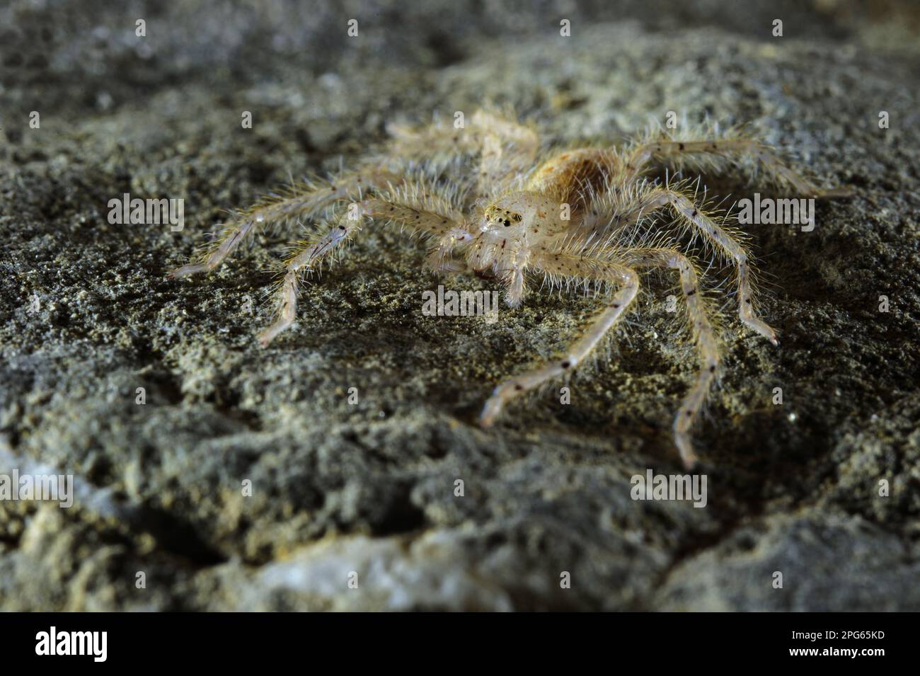 David Bowie's Huntsman Spider (Heteropoda davidbowie) Species name ...