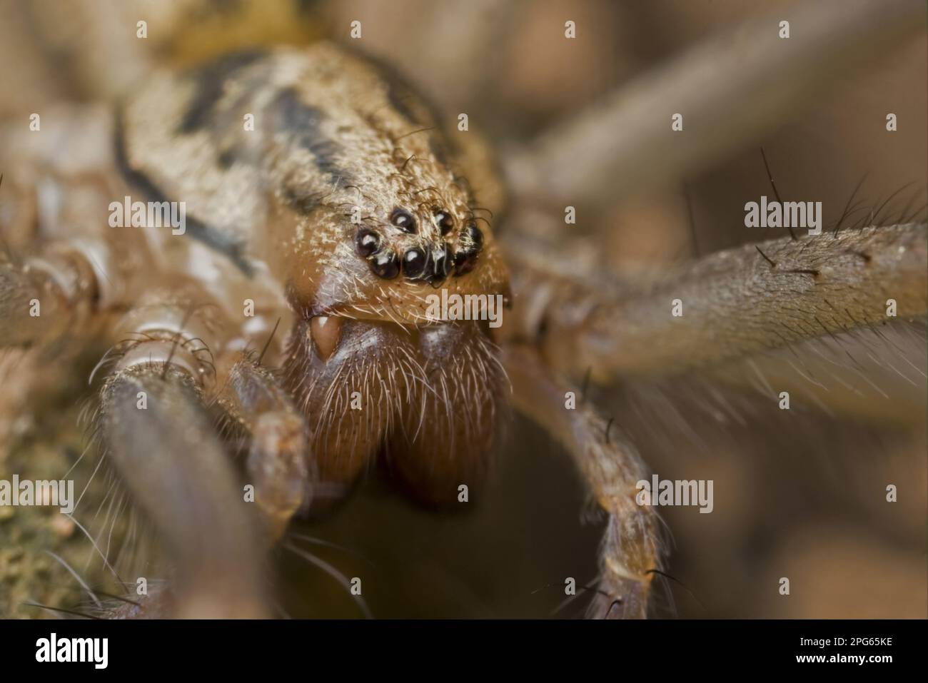 British house spider hi-res stock photography and images - Alamy