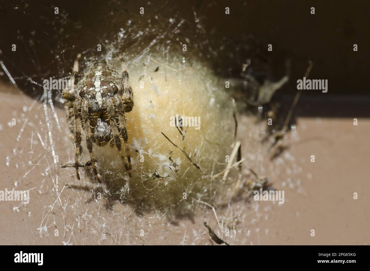 Garden cross spider, Garden cross spider, european garden spiders ...