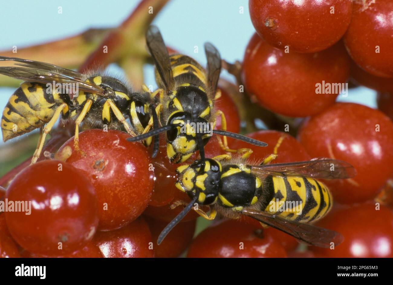 Paravespula vulgaris, Vespa vulgaris, Common Wasp, common wasps ...