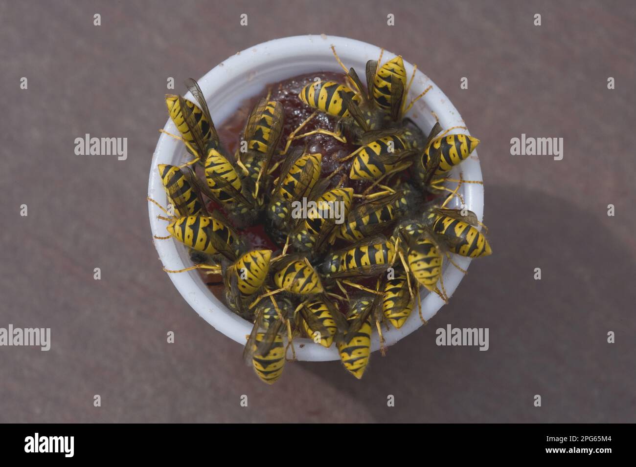 Paravespula vulgaris, Vespa vulgaris, Common Wasp, common wasps ...