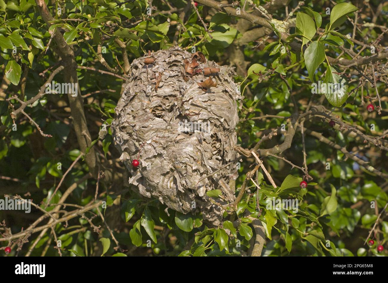 Paravespula vulgaris, Vespa vulgaris, Common Wasp, common wasps ...