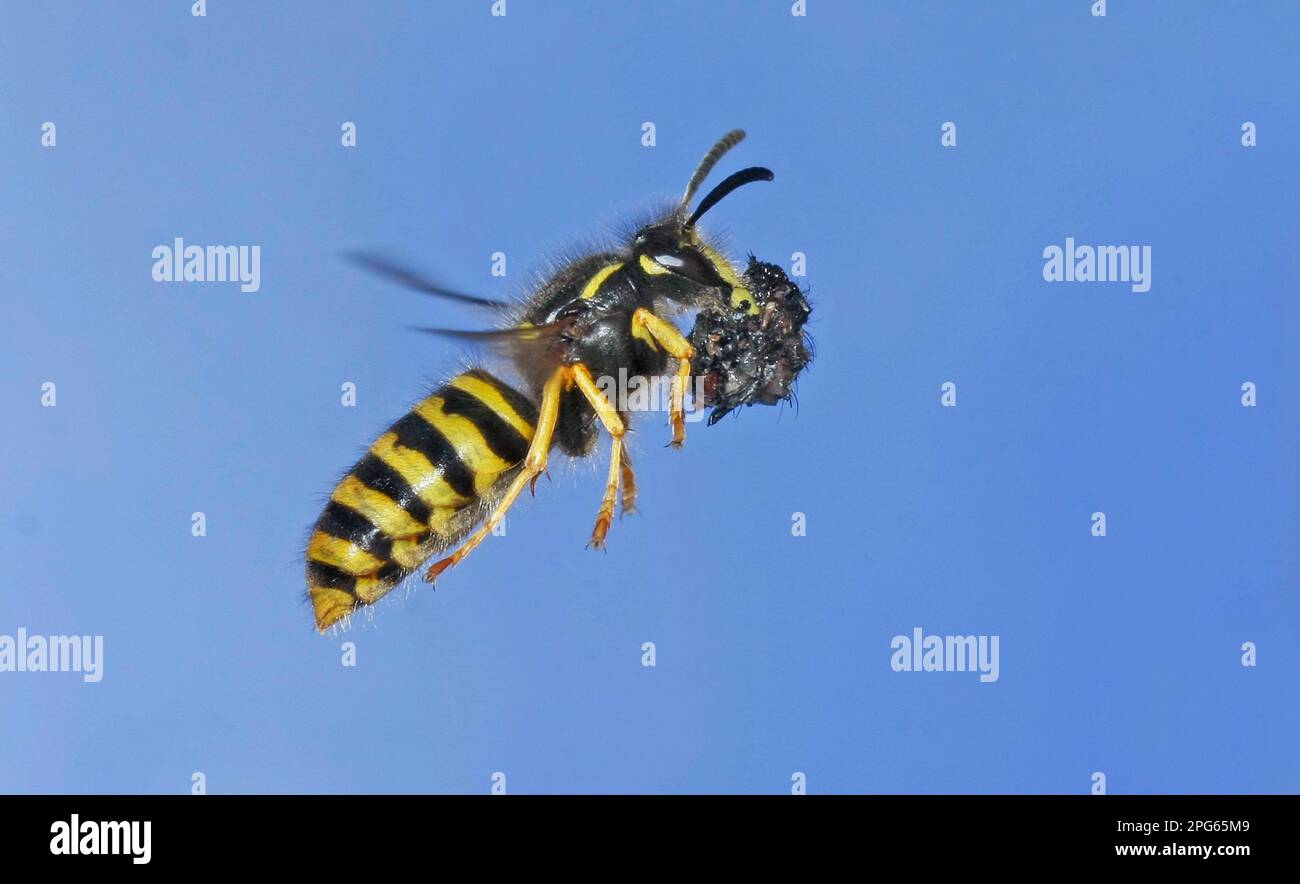 Paravespula vulgaris, Vespa vulgaris, Common Wasp, common wasps ...