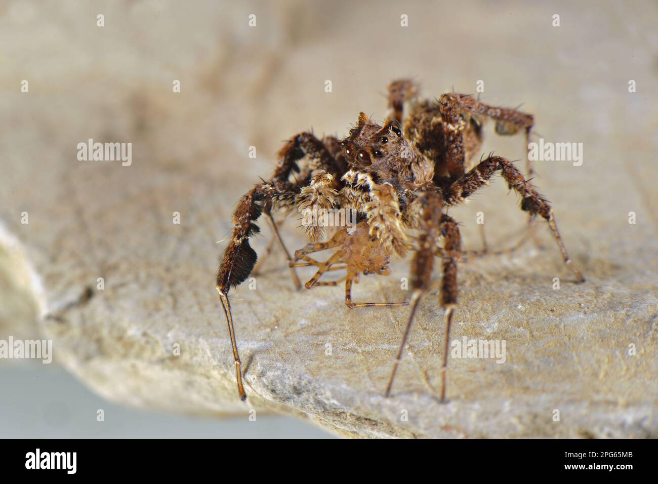 African fringe jumping spider (Portia africana), adult female, feeding ...