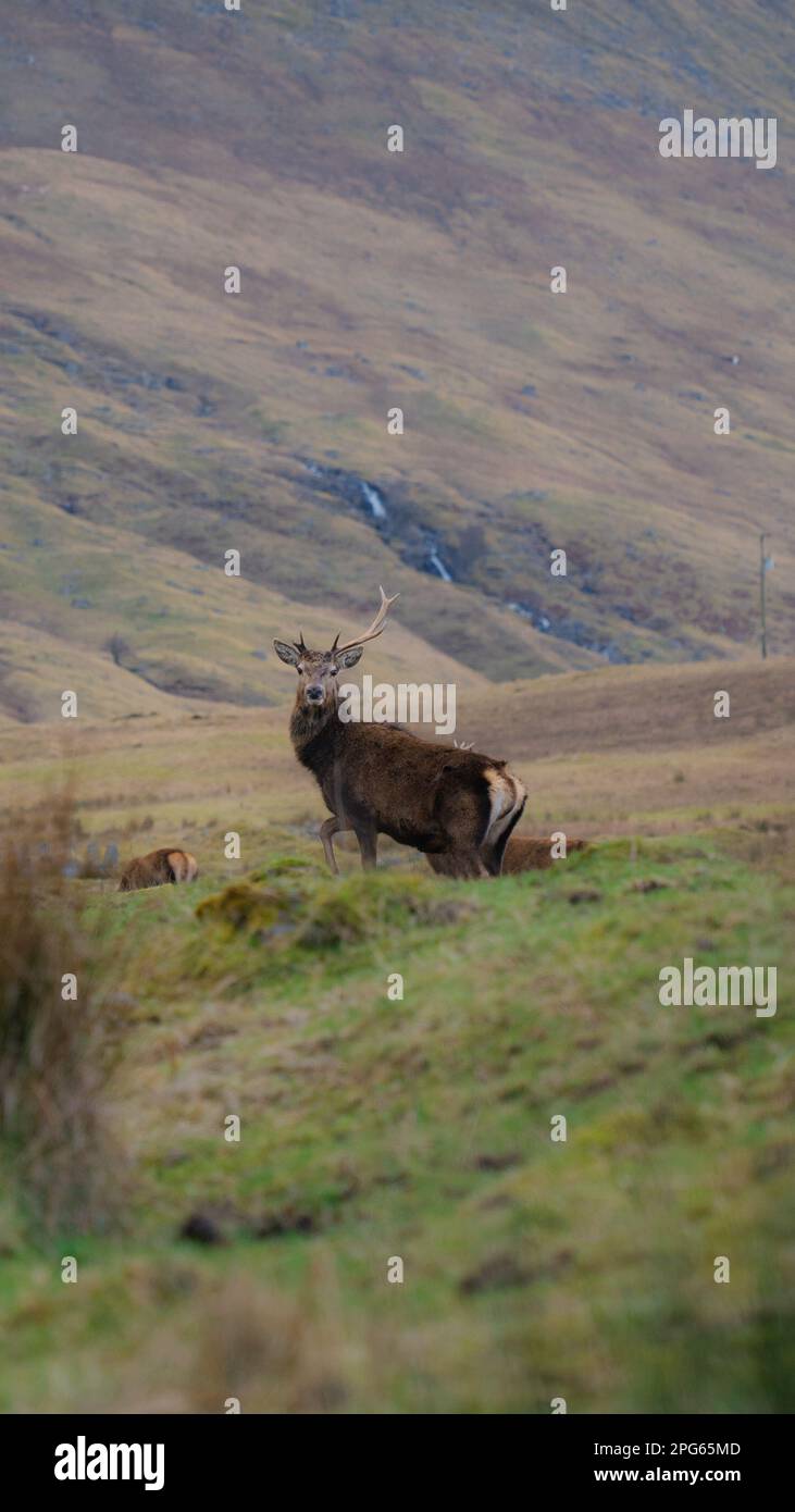 Deer foraging in nature. brown deer in nature Stock Photo - Alamy