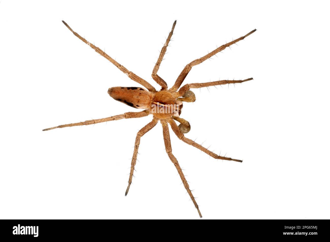 List spider, nursery web spider (Pisaura mirabilis), List spiders ...