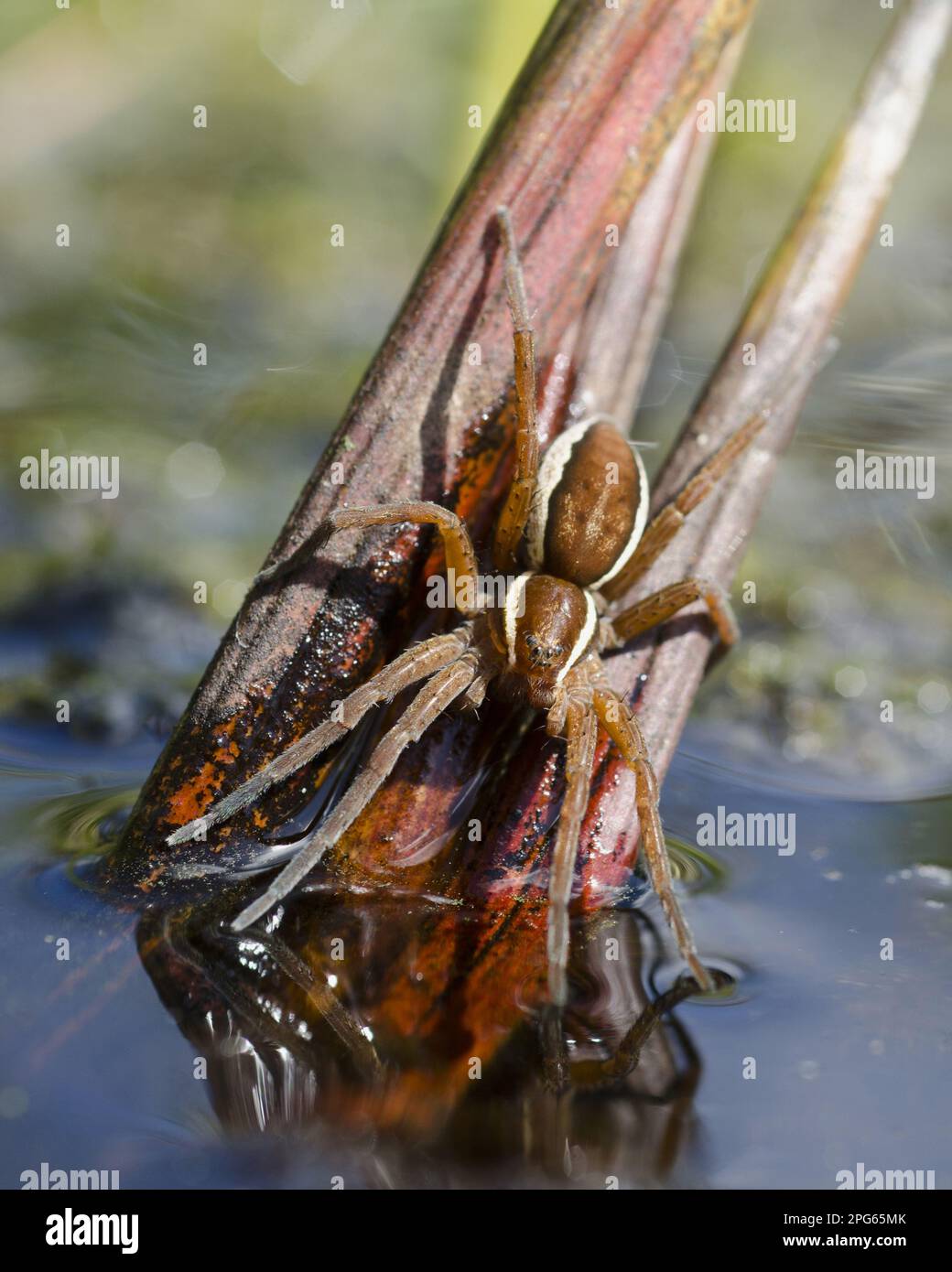 Spider prey dorset hi-res stock photography and images - Alamy