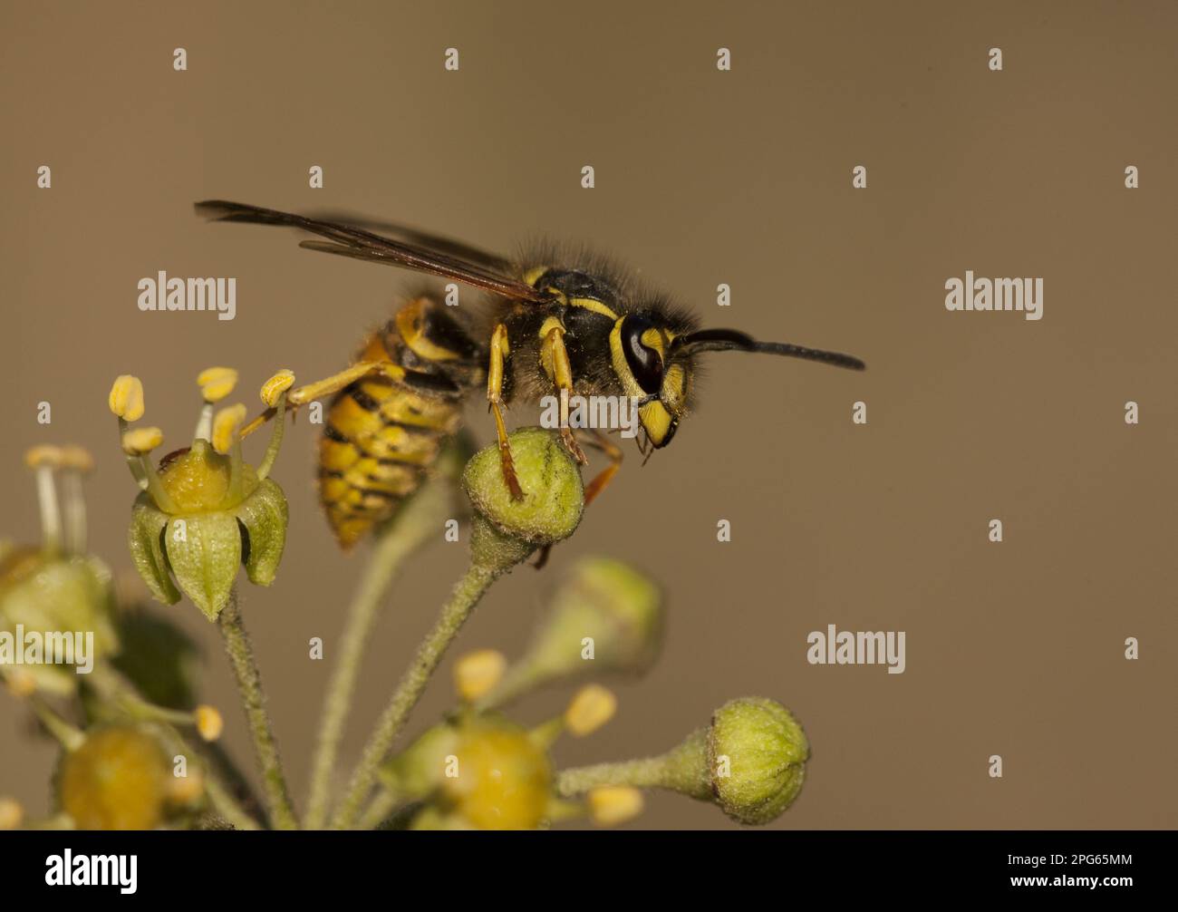 Common Wasp (Vespula vulgaris) adult, on Common Ivy (Hedera helix ...