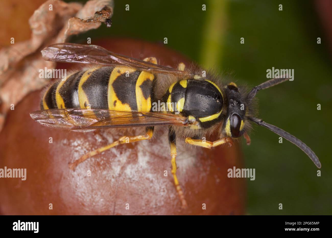 British wasp hi-res stock photography and images - Alamy