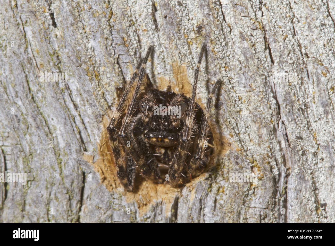 Walnut Orb-weaver Spider (Nuctenea umbratica) adult, at entrance to ...
