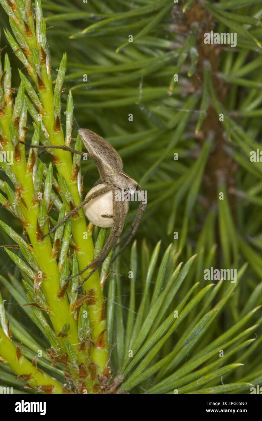 Nursery-web Spider (Pisaura mirabilis) adult female, carrying egg sac ...