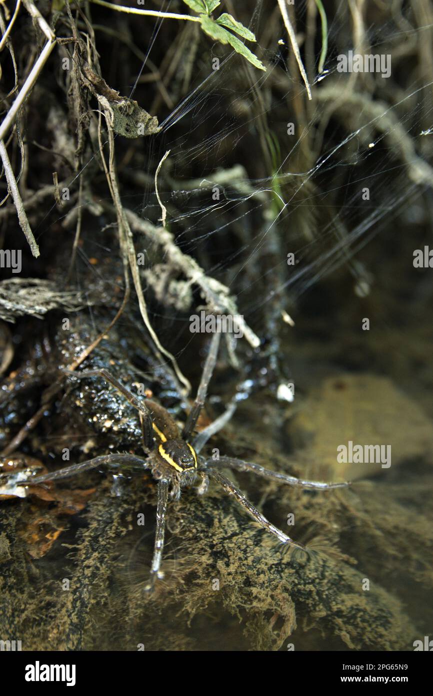 Rimed hunting spider, Rimed hunting spiders, Other animals, Spiders ...