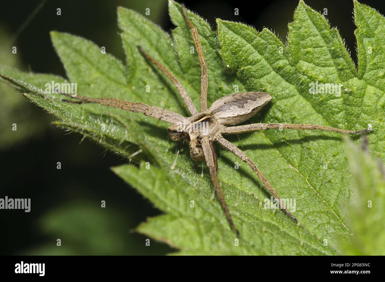 List spider, nursery web spider (Pisaura mirabilis), List spiders ...