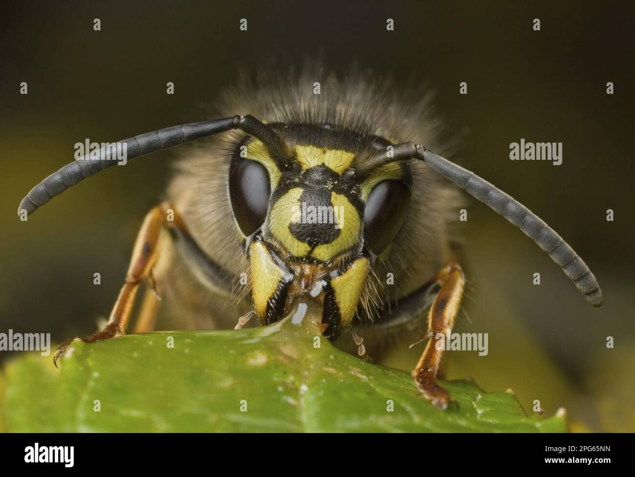 Common wasp vespula vulgaris adult hi-res stock photography and images ...