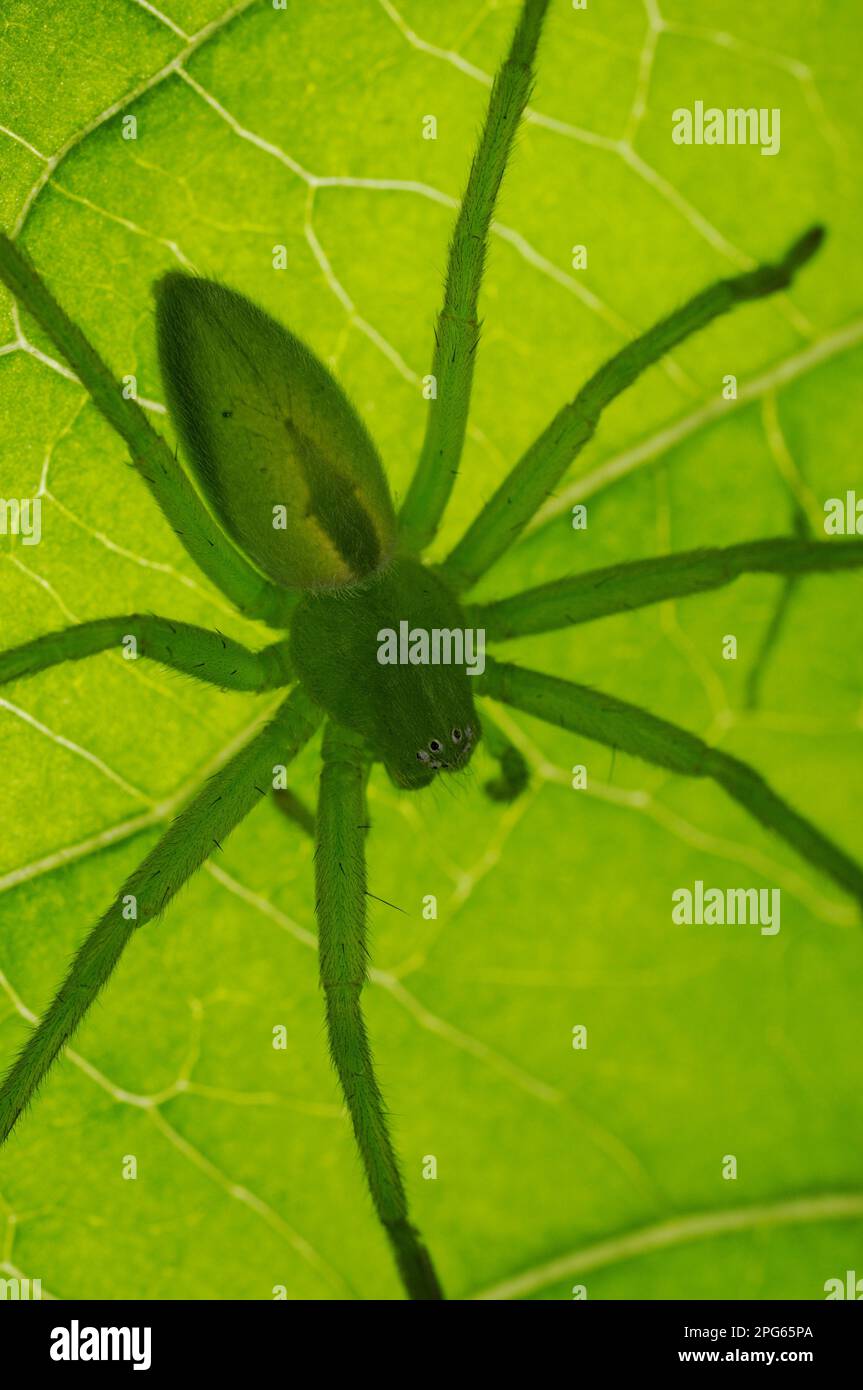 Green huntsman spiders (Micrommata virescens), Other animals, Spiders ...