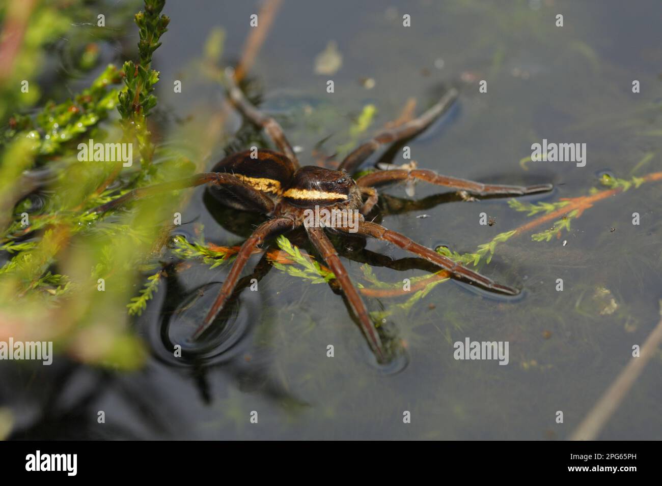 Raft Spider (Dolomedes fimbriatus) adult, on surface of water at edge ...
