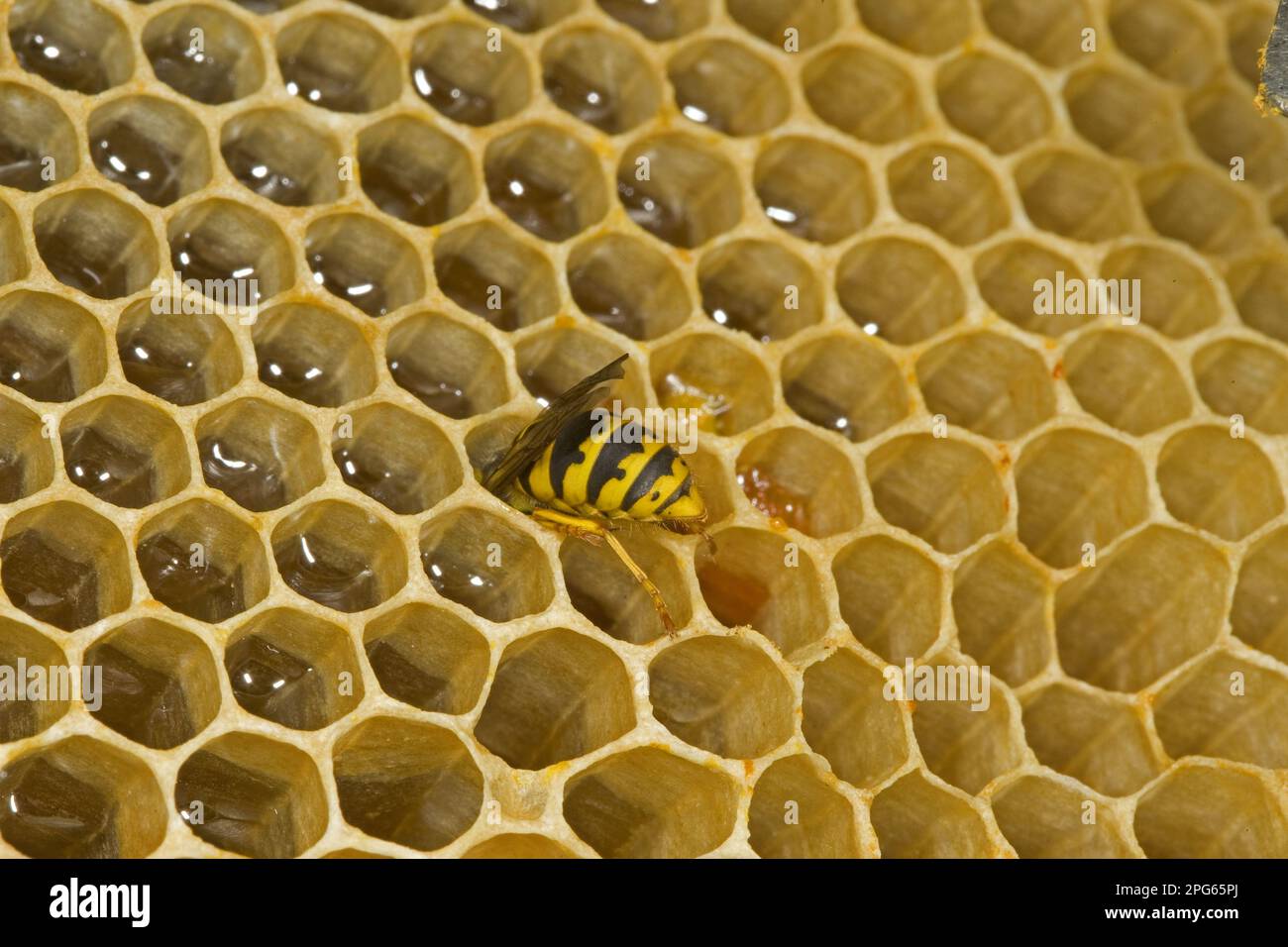 Paravespula vulgaris, Vespa vulgaris, Common Wasp, common wasps ...