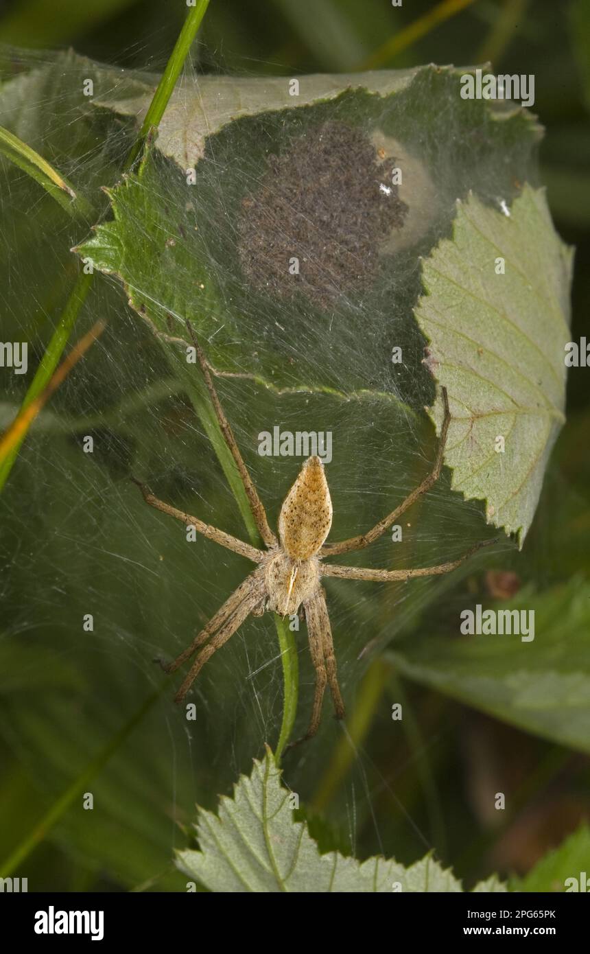 Nursery-web Spider (Pisaura mirabilis) adult female, guarding nursery ...