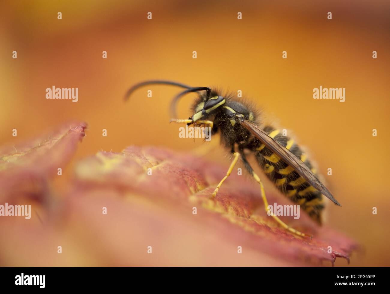 Common Wasp (Vespula vulgaris) adult, cleaning leg, resting on Bramble ...