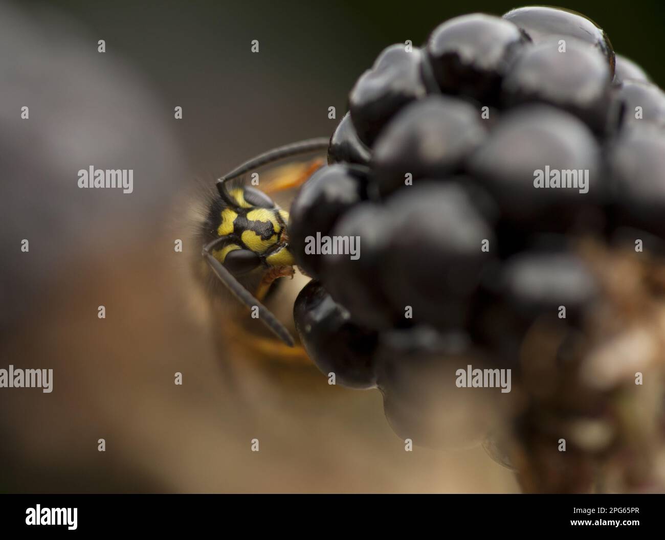 Common Wasp (Vespula vulgaris) adult, feeding on Bramble (Rubus ...