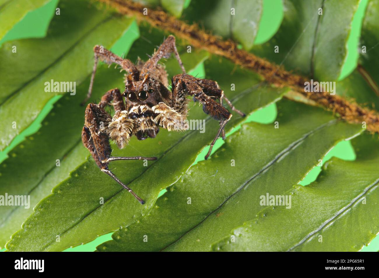 African fringe jumping spider (Portia africana), adult female, hunting ...
