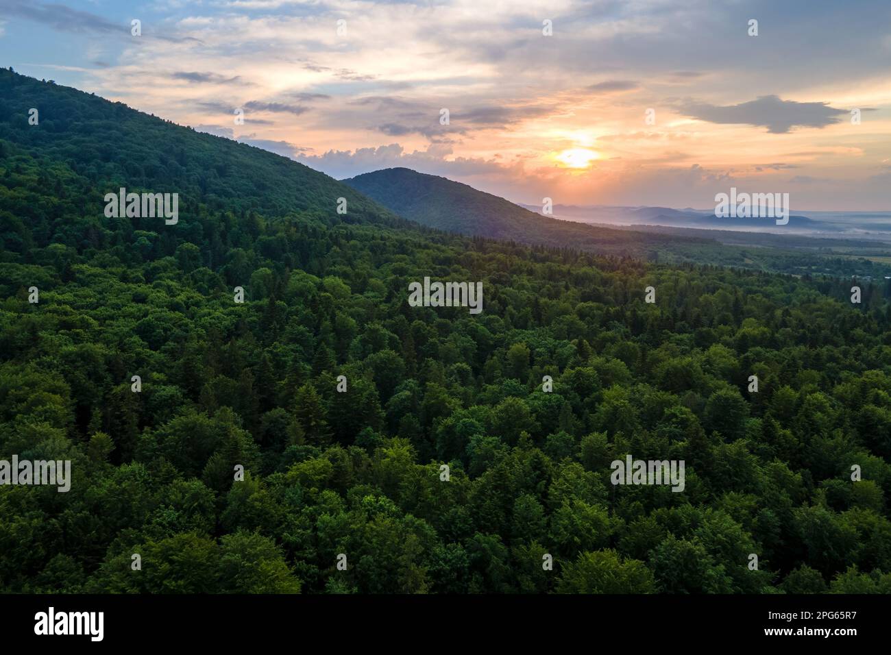 Aerial view of green pine forest with dark spruce trees covering ...