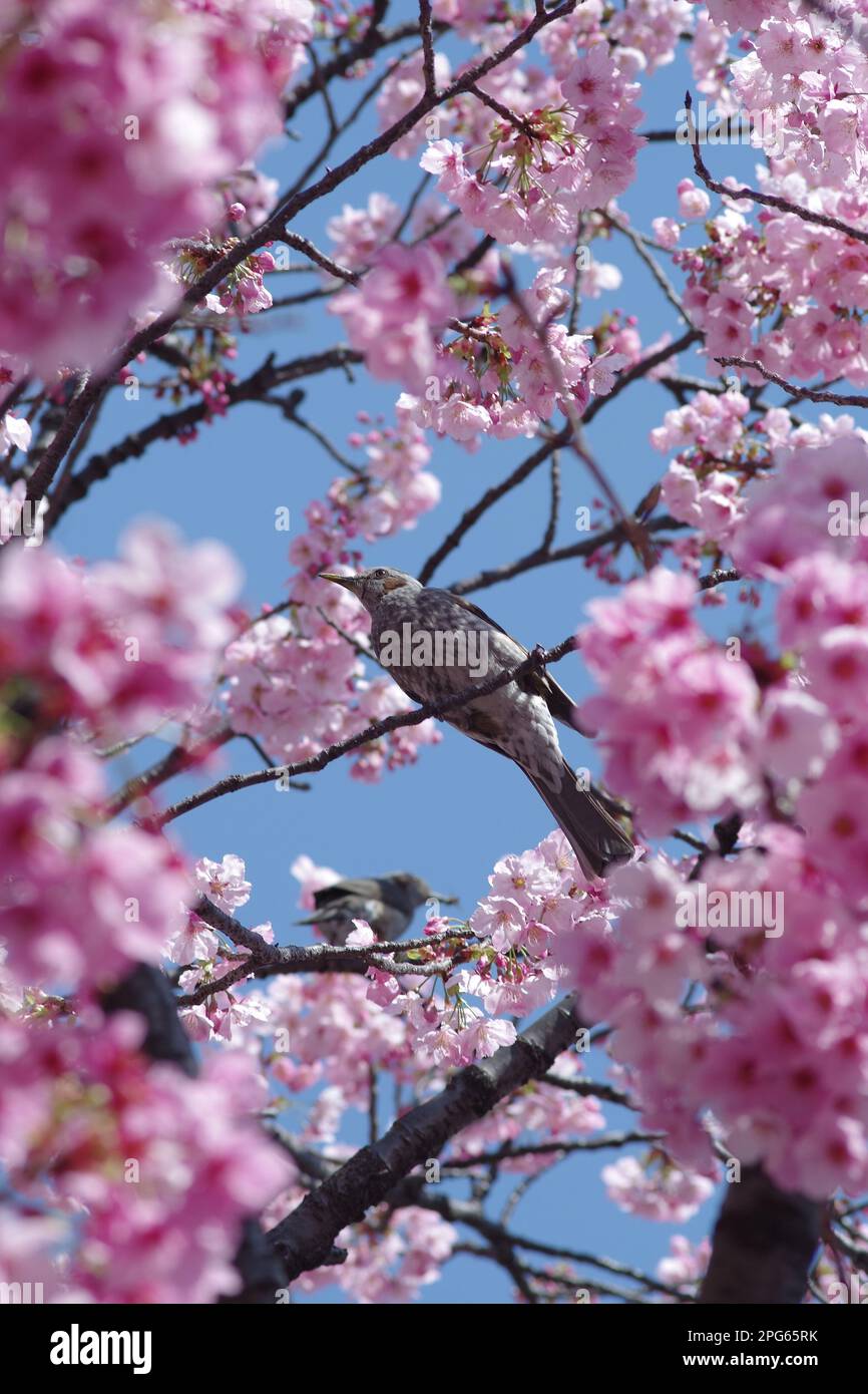 Pájaro sakura hi-res stock photography and images - Alamy