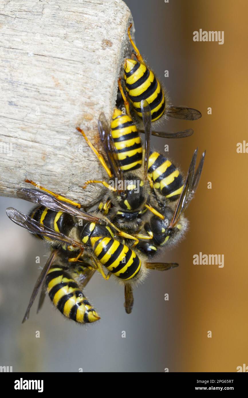 Tree Wasp (Dolichovespula sylvestris) adult males and new queens, mass ...