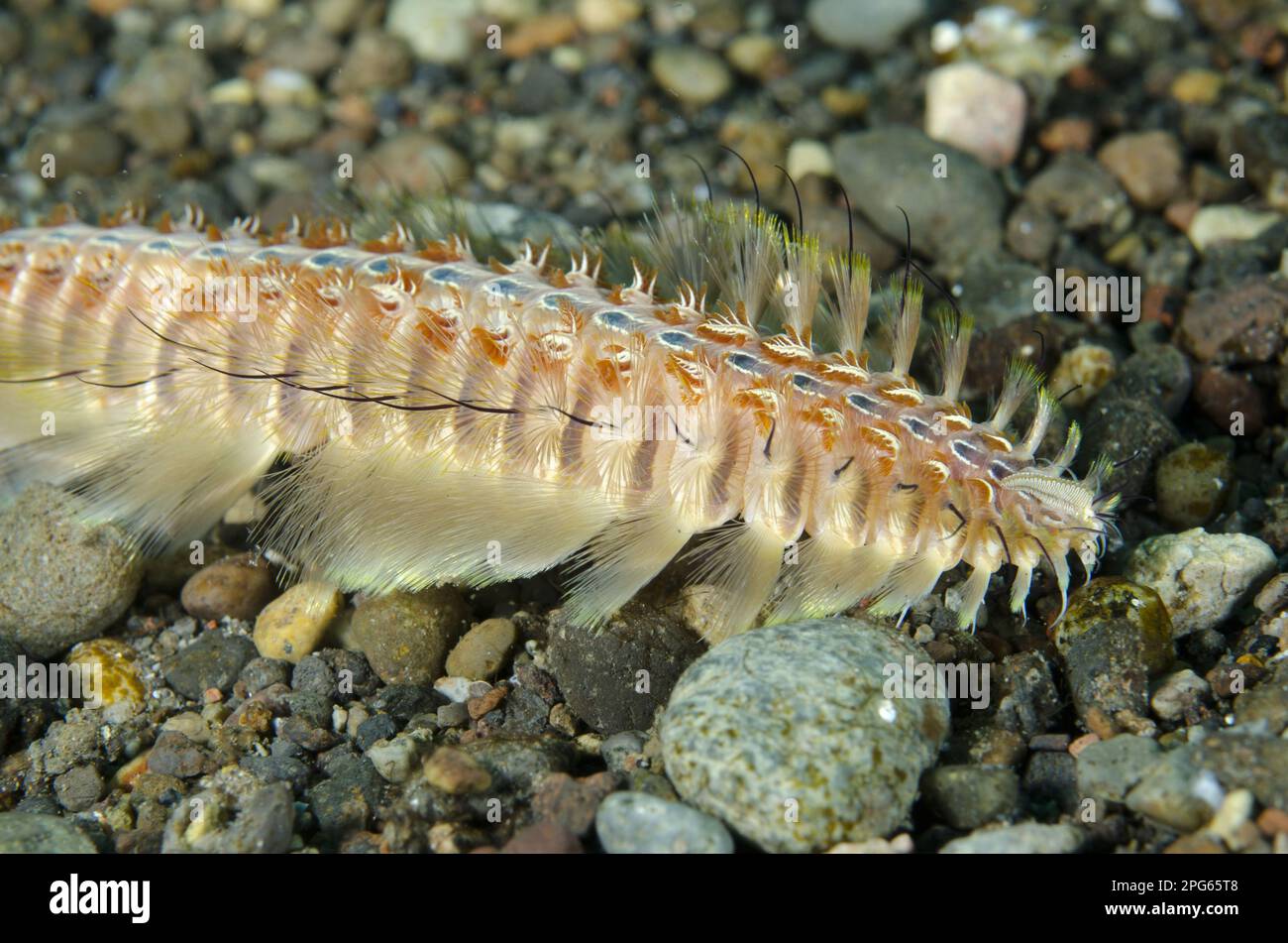 Golden golden fireworm (Chloeia flava) adult, Pantar Island, Alor ...