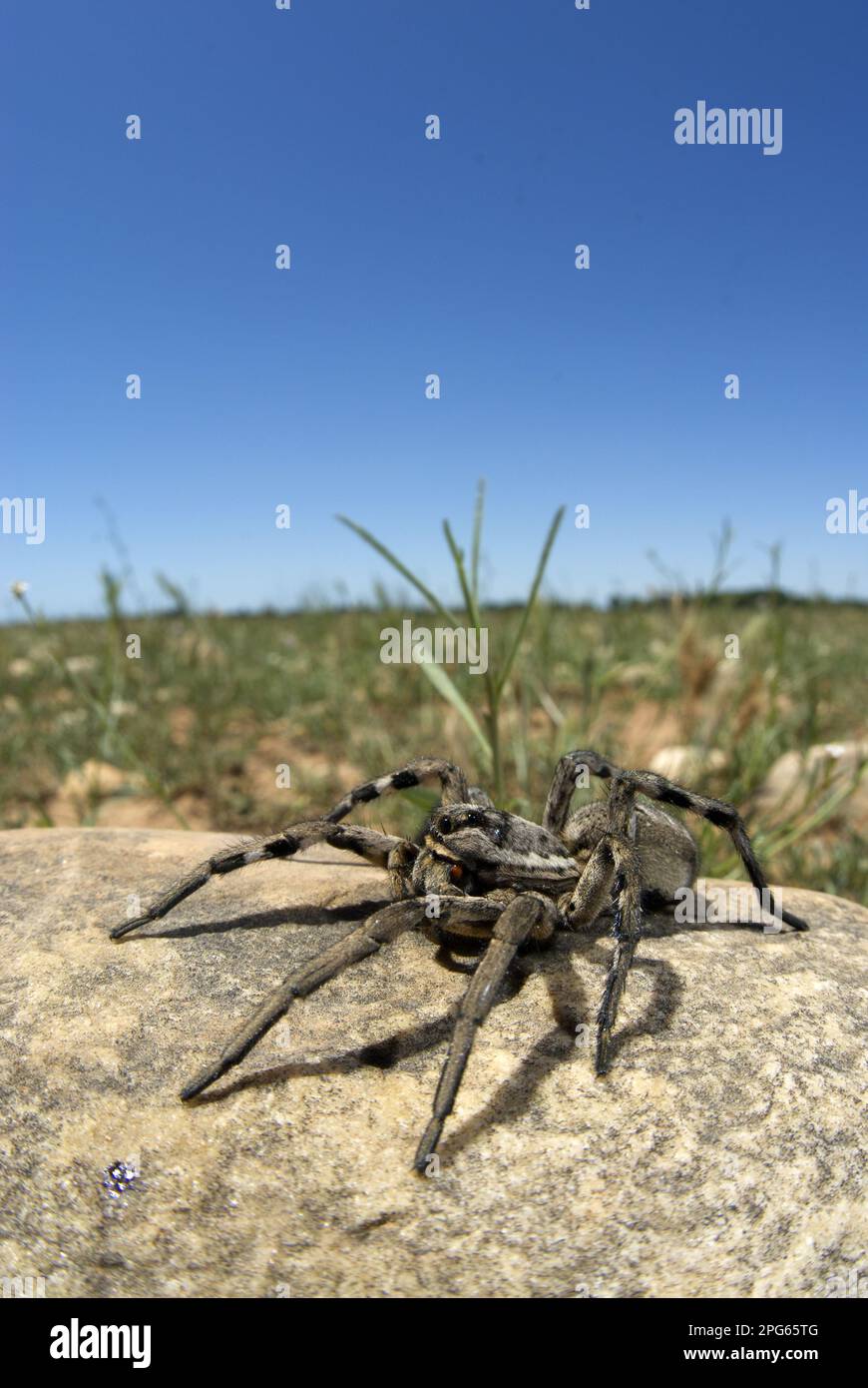 Female wolf spider lycosa narbonensis hi-res stock photography and ...