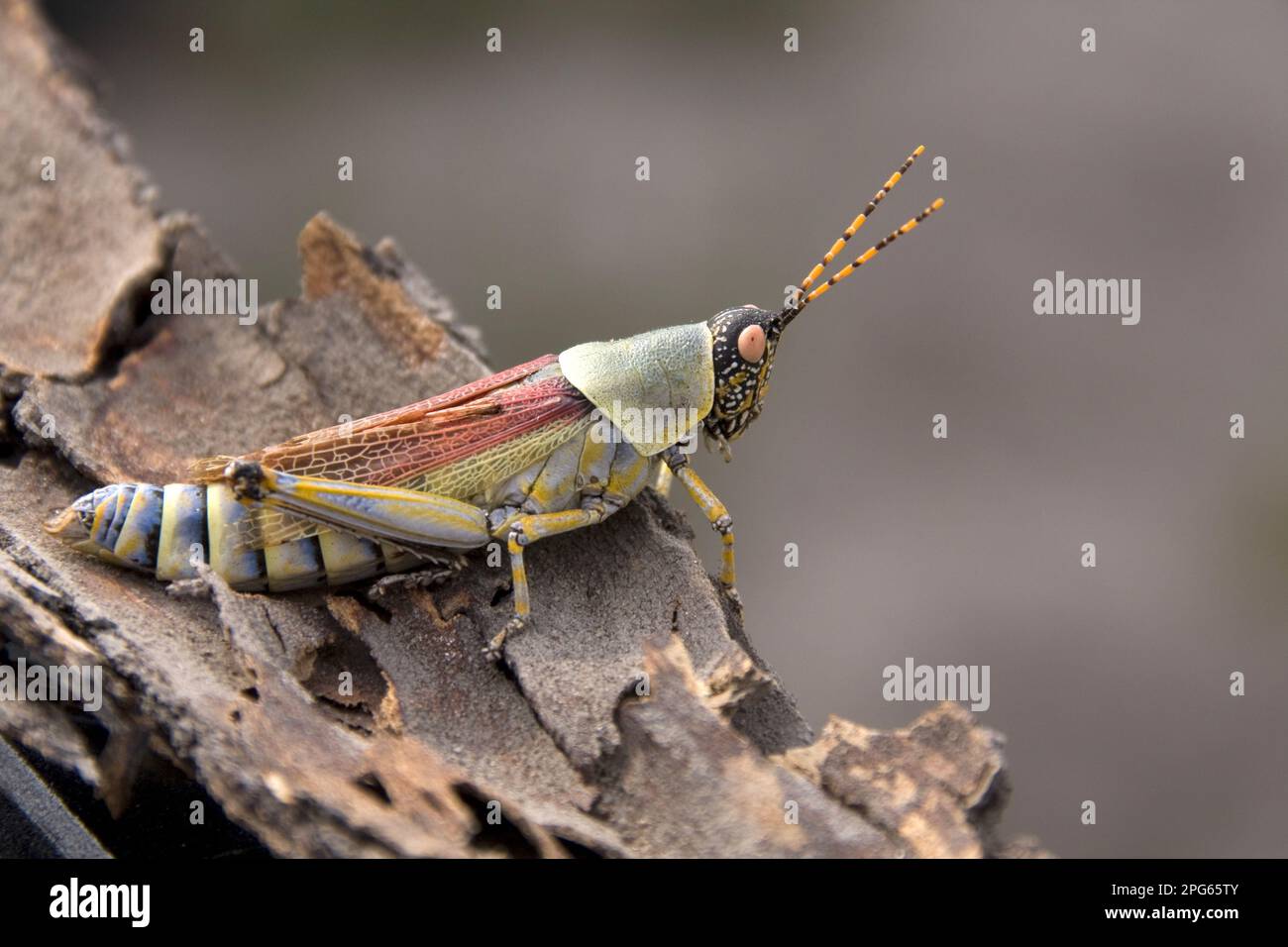 Mature elegant hi-res stock photography and images - Alamy