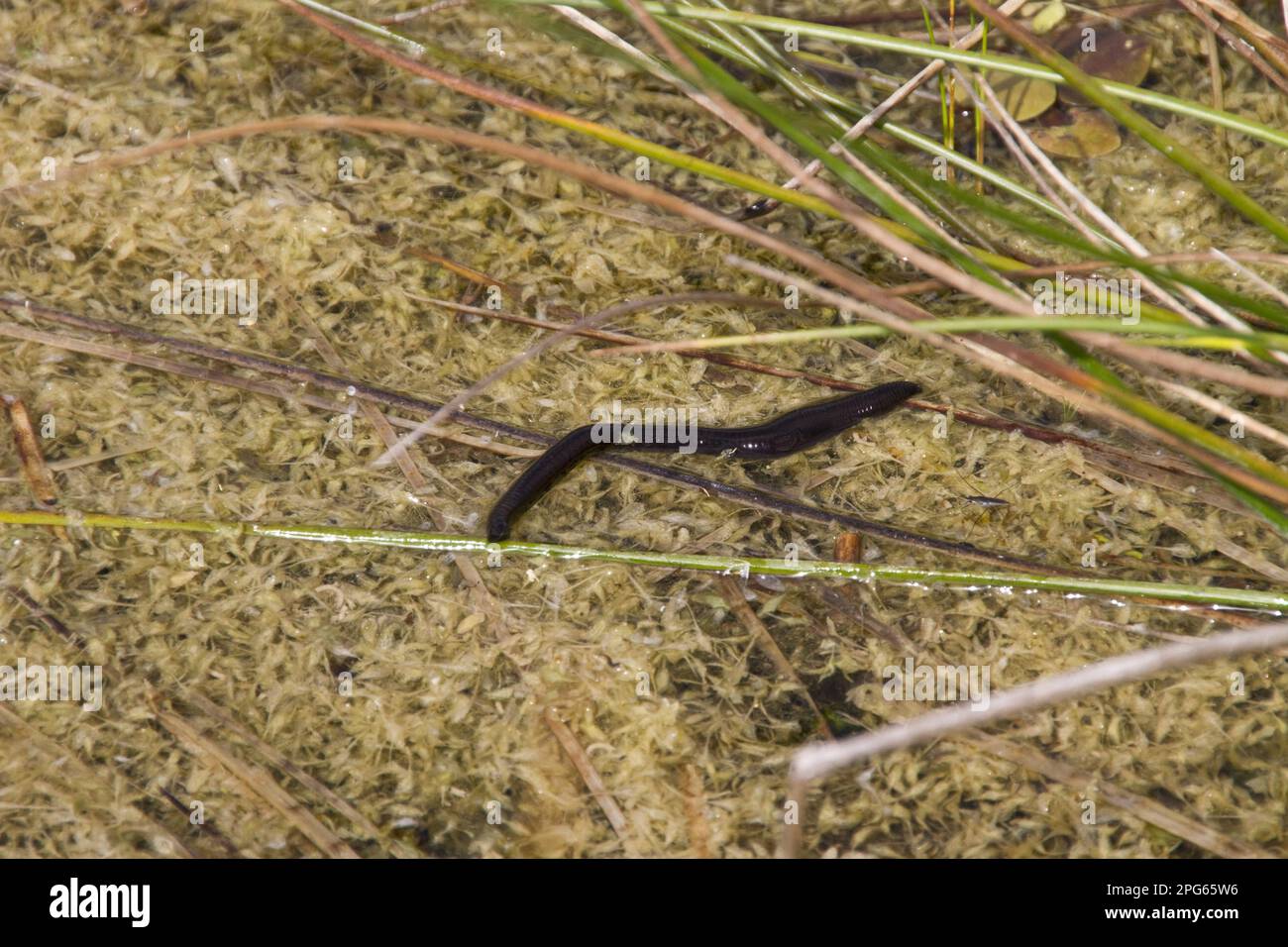 Horse-leech (Hirudinea) (Haemopis sanguisuga), Animals, Other animals ...