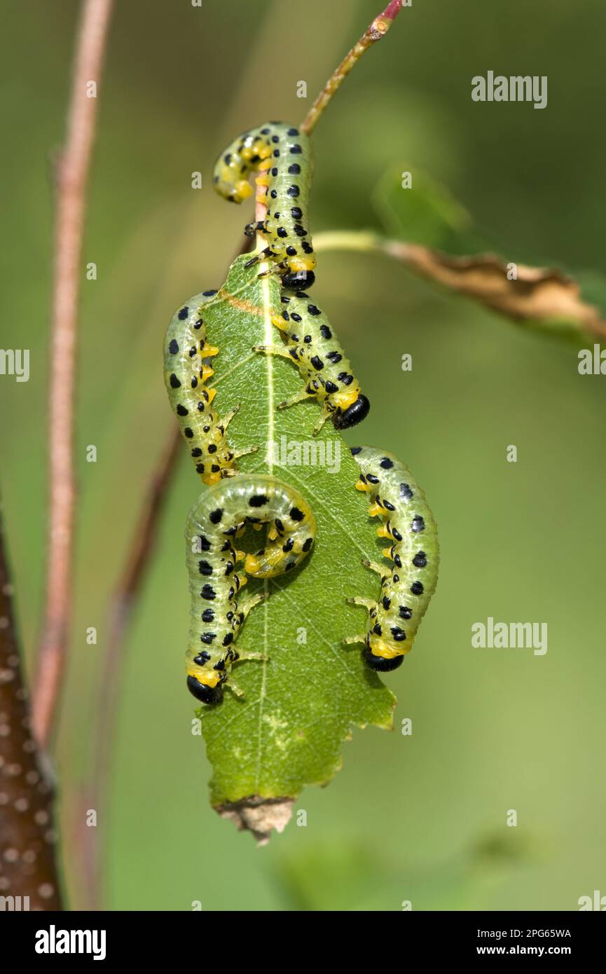 Dusky birch sawfly, Craesus latitarsus, larvae on the leaves on a young ...